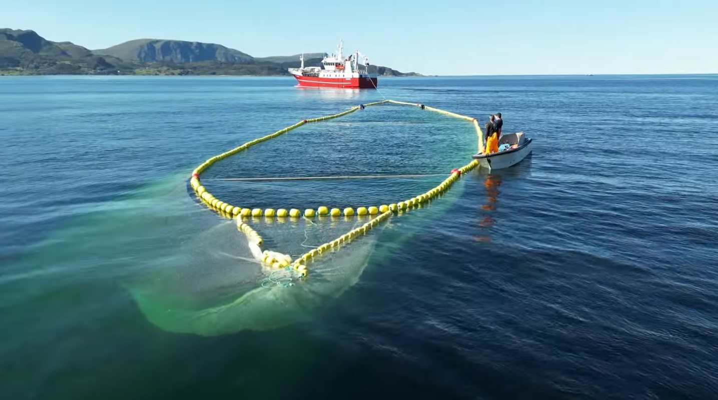 Noorse onderzoekers bewaren Atlantische blauwvintonijn levend [video ...