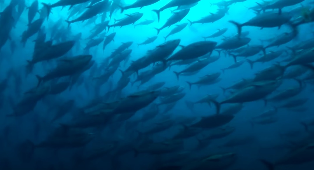 Studie vindt toename van tonijn in het Engelse kanaal - Visserij.nl