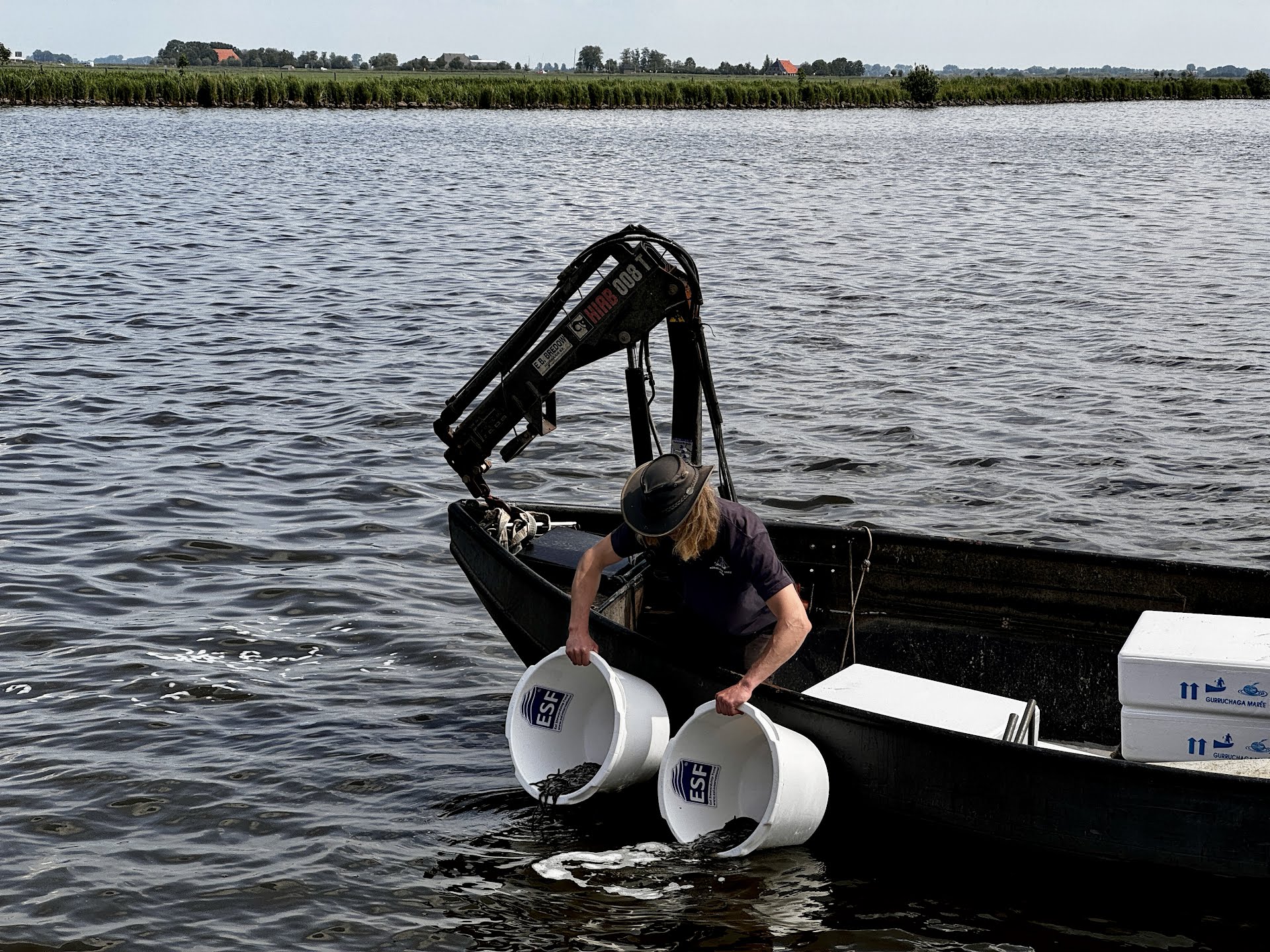 350.000 jonge palingen uitgezet in Friese meren - Visserij.nl
