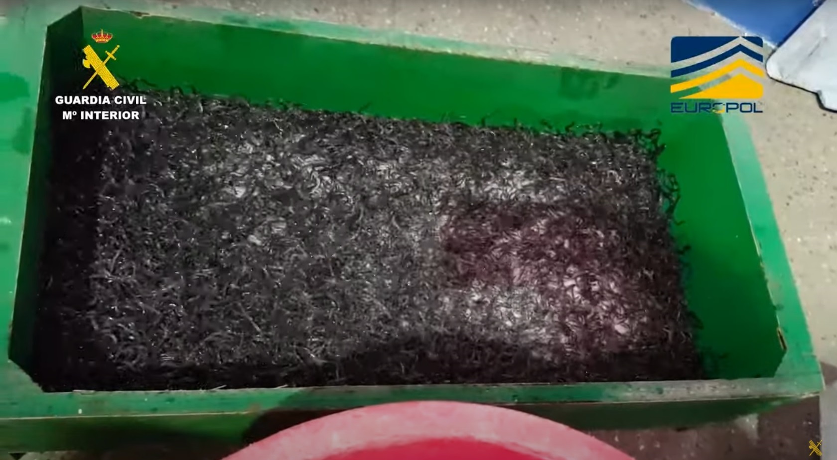 Spaanse politie pakt bende glasaal smokkelaars - Visserij.nl